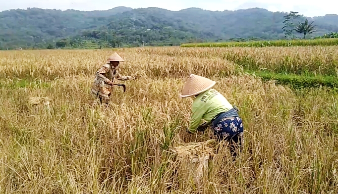 Harga Gabah Tembus Rp 7.000, Senyum Petani Bandongan Mengembang – Metro ...